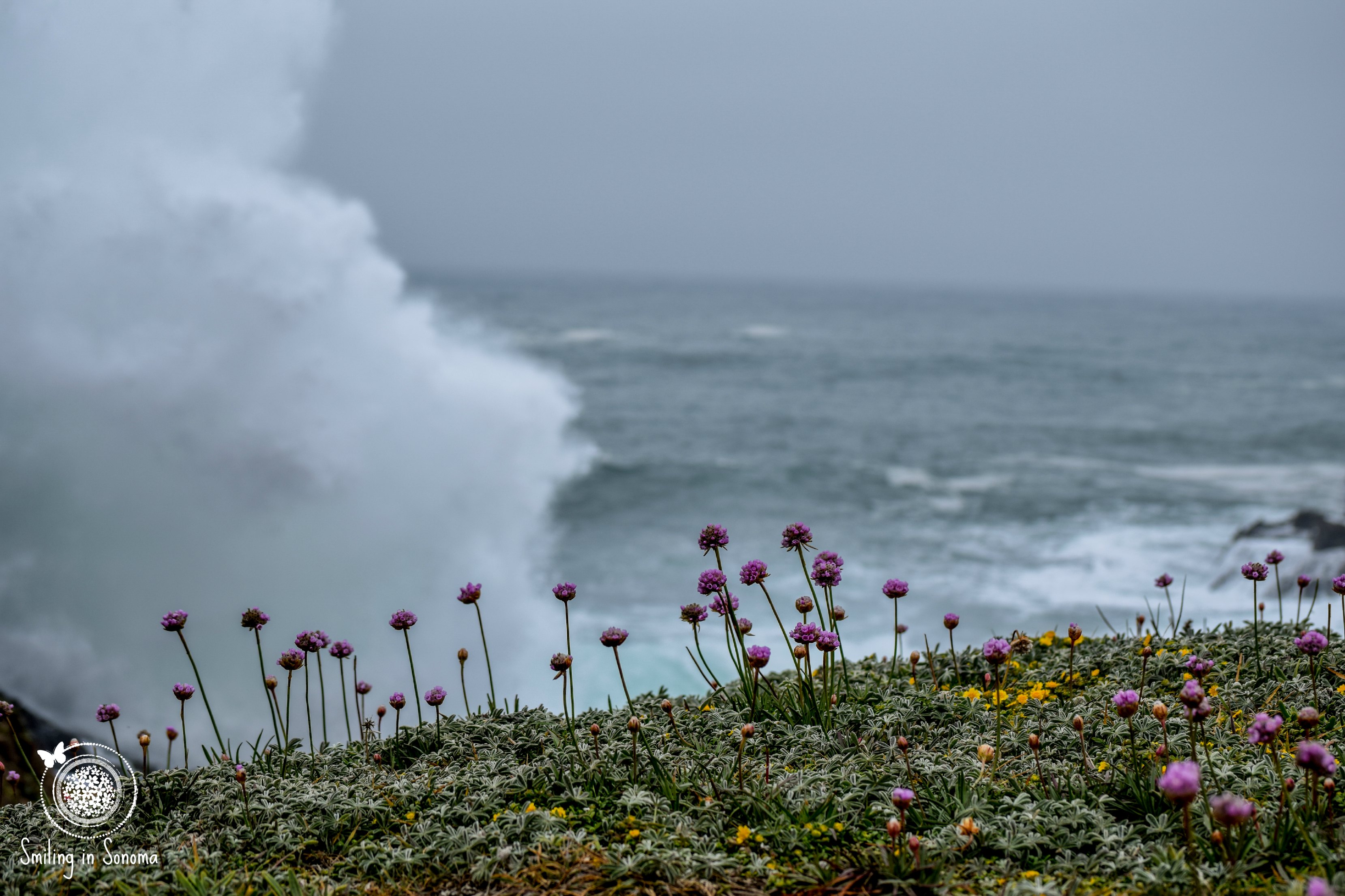 Gerstle Cove 134 – Smiling In Sonoma